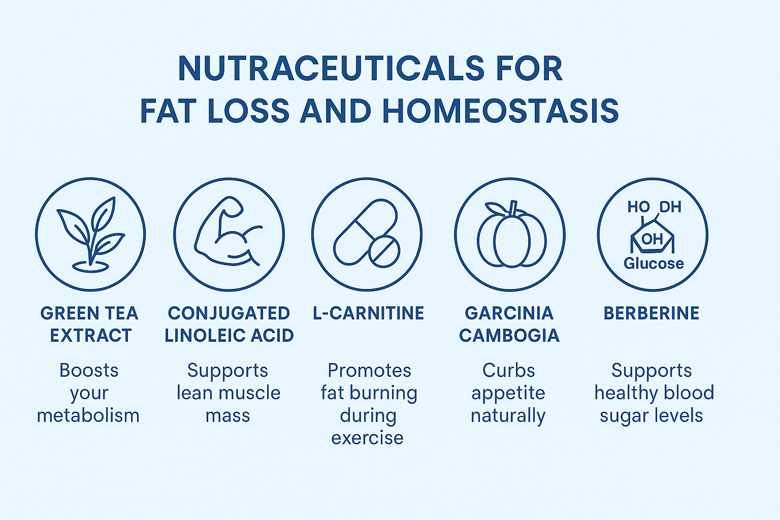 How Excess Body Fat Disrupts Homeostasis and Your Health